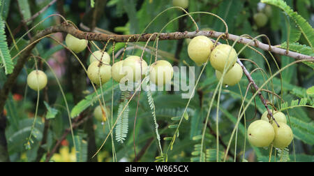 Indian Gooseberry, Amalaki, emblic myrobalan, euphorbiaceae, fruit ...
