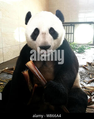 Giant panda Tao Tao to be released into the wild eats bamboo at ...