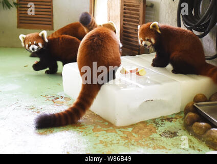 Giant pandas at Wuhan Zoo, Wuhan City, central China's Hubei Province ...