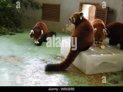 Giant pandas at Wuhan Zoo, Wuhan City, central China's Hubei Province ...