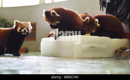 Giant pandas at Wuhan Zoo, Wuhan City, central China's Hubei Province ...