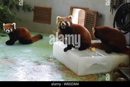 Red pandas eat apple on ice blocks to cool off on a scorching day at ...