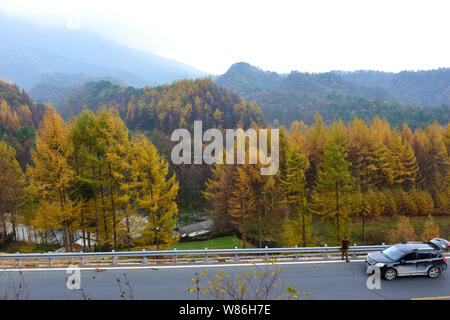 --FILE--Landscape of Shennongjia National Nature Reserve in autumn in ...