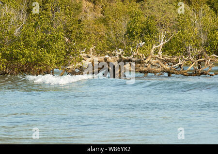 Dead mangrove tree at high tide Stock Photo - Alamy