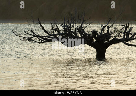 Dead mangrove tree at high tide Stock Photo - Alamy