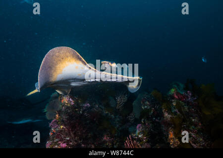 Japanese stingrays swimming around over the rock reef. Tateyama, Chiba ...