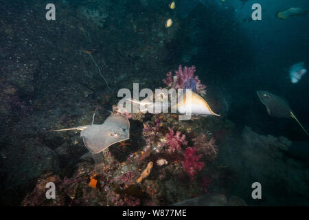 Japanese stingray or red stingray (Hemitrygon akajei) . It's tail has a ...