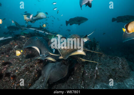 Japanese stingray or red stingray (Hemitrygon akajei) . It's tail has a ...
