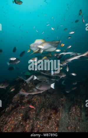Japanese stingray or red stingray (Hemitrygon akajei) . It's tail has a ...