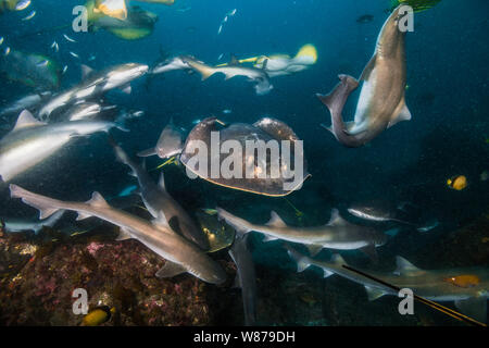 Japanese stingray or red stingray (Hemitrygon akajei) . It's tail has a ...