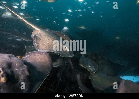 Japanese stingray or red stingray (Hemitrygon akajei) . It's tail has a ...