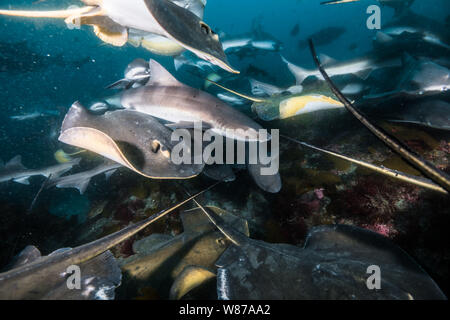 Japanese stingray or red stingray (Hemitrygon akajei) . It's tail has a ...