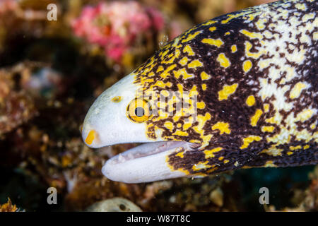 Snowflake Moray Eel Feeding on a Tropical Coral Reef Stock Photo - Alamy