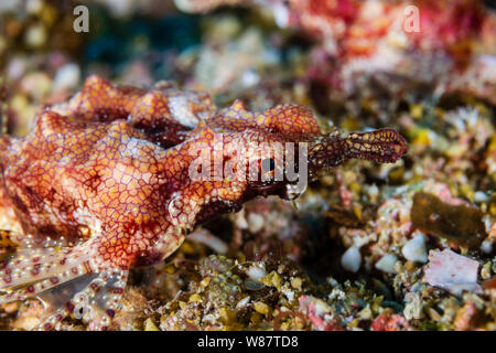 Unusual Longtail Seamoth on the Seabed of a Tropical Coral Reef Stock ...