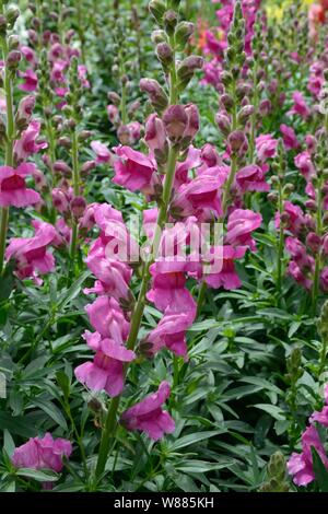 Antirrhinum majus Liberty Lavender snapdragon snapdragons flowers Stock ...