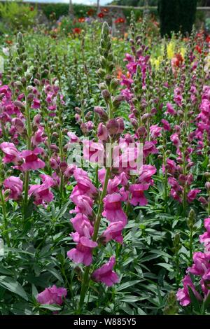 Antirrhinum majus Liberty Lavender snapdragon snapdragons flowers Stock ...