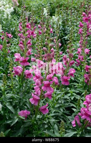 Antirrhinum majus Liberty Lavender snapdragon snapdragons flowers Stock ...