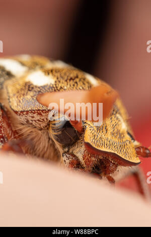 macro photo of a ten lined june beetle, also called a squeak bug ...