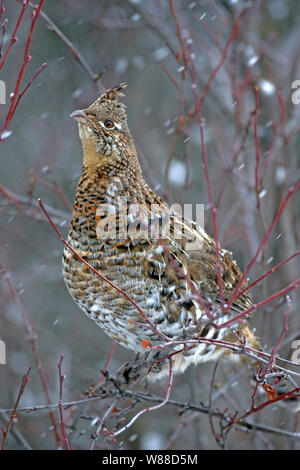 Ruffed grouse (Bonasa umbellus) perched on branches and eating red ...
