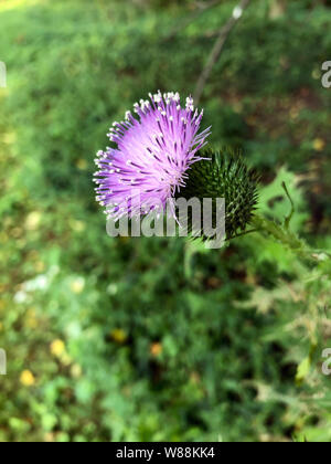 Bull thistle flower Stock Photo - Alamy