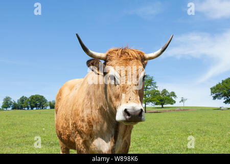 Parthenaise Cattle, a French Breed, Cow Pulling Cart Stock Photo - Alamy