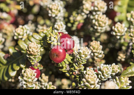 Red crowberry or Diddle-dee (Empetrum rubrum), Falkland Islands, South ...