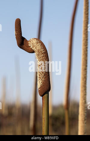 Oval Grass Tree Xanthorrhoea resinifera Australia Stock Photo - Alamy