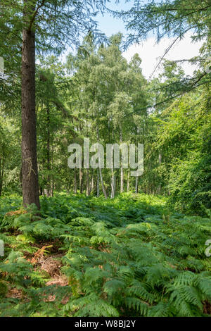 German Moor forest landscape with fern, grass and deciduous trees in ...