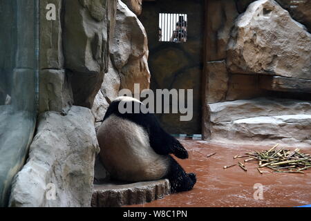A giant panda plays in a newly-refurbished room at the Chengdu Zoo in ...