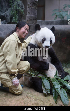 A giant panda sticks its tongue out as it lies on an ice block to cool ...