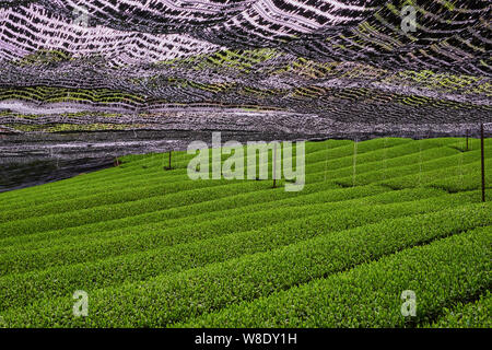 Japan, Kansai, Green tea plantations in Uji near Kyoto where local ...