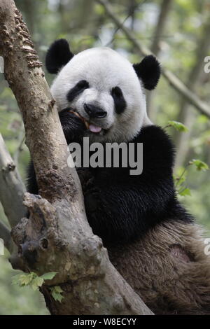 Giant panda Kaikai climbs a tree at the Chengdu Research Base of Giant ...