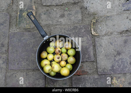 Green tomatoes some mouldy in a saucepan Stock Photo - Alamy