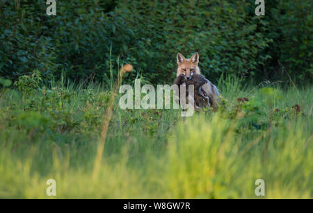 Red fox carrying a hare Stock Photo - Alamy