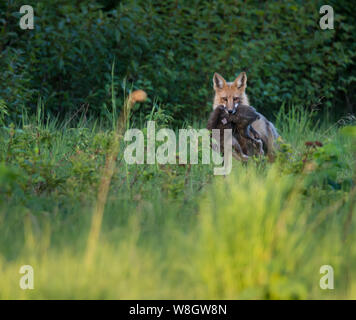 Red fox carrying a hare Stock Photo - Alamy