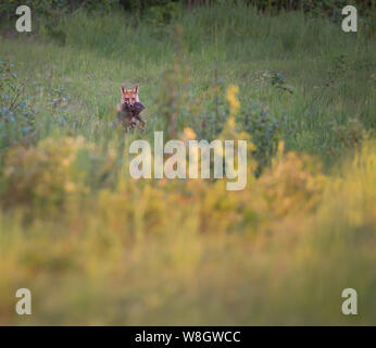 Red fox carrying a hare Stock Photo - Alamy