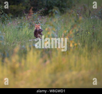 Red fox carrying a hare Stock Photo - Alamy