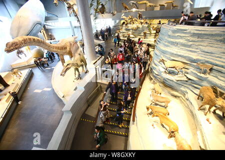 Specimens of animals are on display at the Shanghai Natural History ...