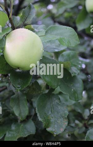 Ginger Gold Apple on Branch Stock Photo - Alamy