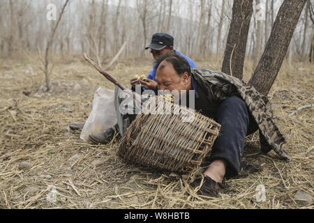Armless Chinese man Jia Wenqi carrying a basket loaded with branches ...