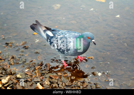 Pigeons is fishing a fish in the park river. Close up Stock Photo - Alamy