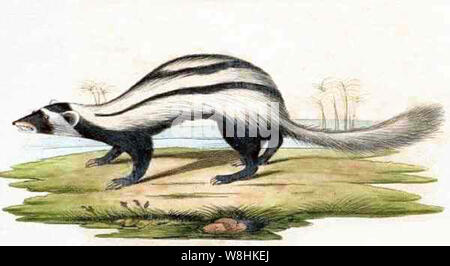 Saharan striped polecat (Ictonyx libycus Stock Photo - Alamy