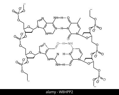 Base-pair structure of DNA, illustration. The double helix of the ...
