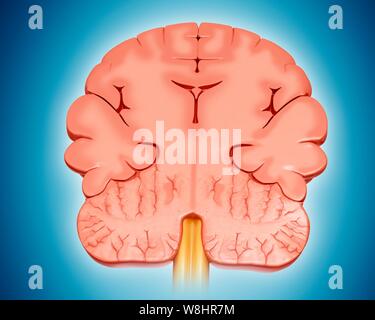 Illustration of a cross-section of the human brain Stock Photo - Alamy