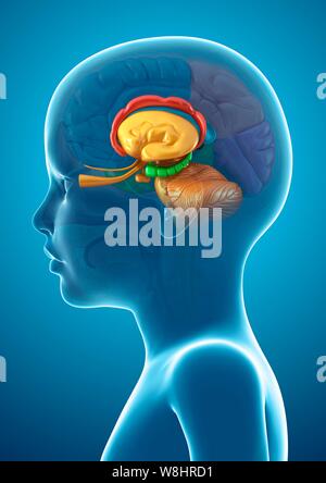 Illustration of child's brain structures Stock Photo - Alamy