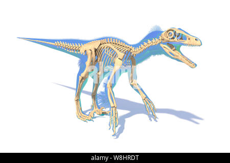 Utahraptor dinosaur skeletal structure, illustration. These dinosaurs ...