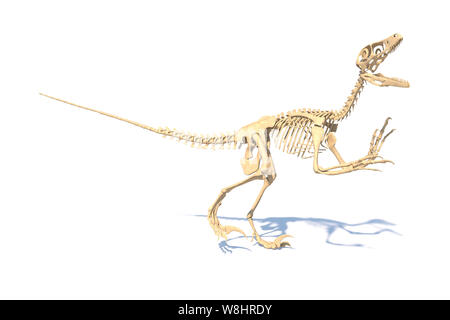Utahraptor dinosaur skeletal structure, illustration. These dinosaurs ...