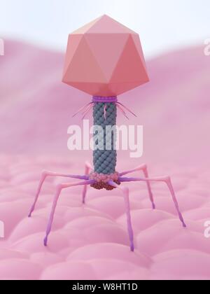 Bacteriophage, computer illustration Stock Photo - Alamy