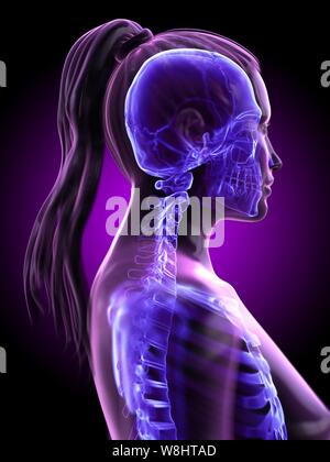Skeletal anatomy of the neck and head, illustration Stock Photo - Alamy