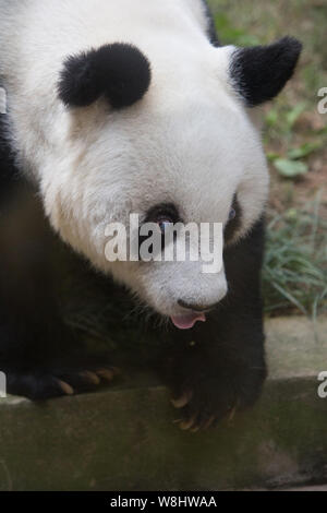 35-year-old female giant panda Basi is pictured at the Fuzhou Giant ...